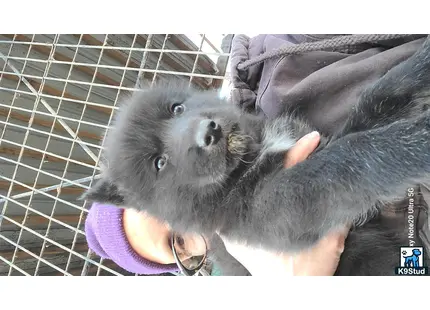 Wolf Dog Puppies for Sale - Unique and Majestic Companions | K9Stud