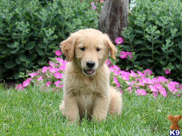 Randy / Golden Retriever