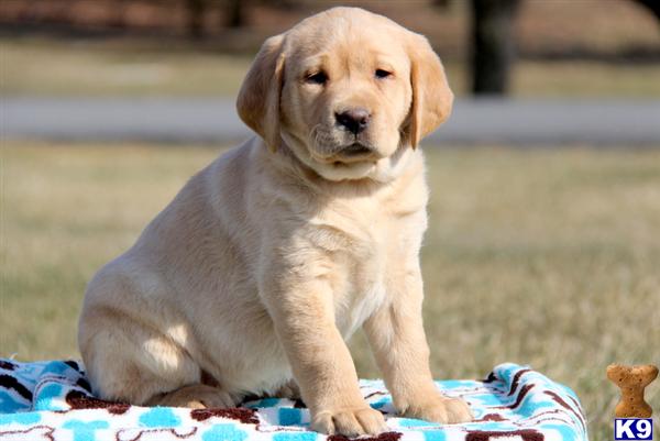 Daisy / Yellow Lab