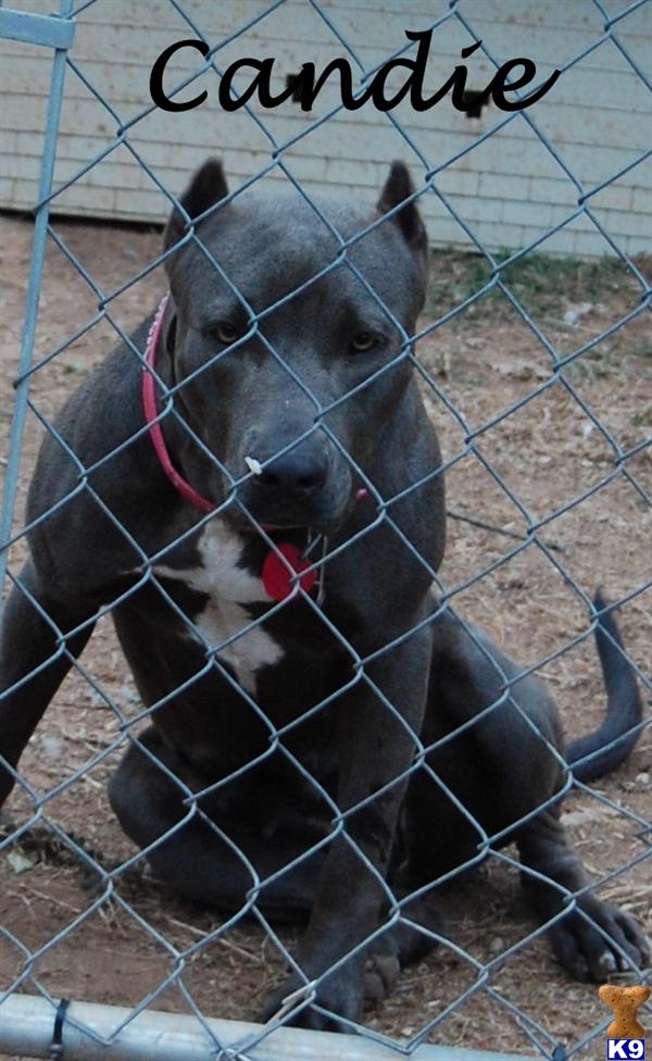 ADBA BLUE FEMALE PUPPY