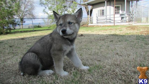 Wolf Dog Puppy for Sale: wolf/husky puppies exotics now 5 Years old