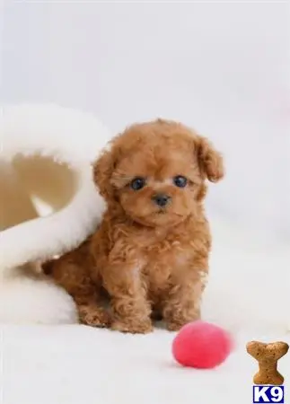RED COLOR MALTIPOO PUPPY Tel.