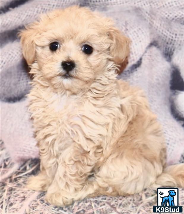 Find Puppies for Sale in California - Diverse Breeds Available | K9Stud