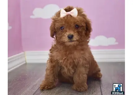 Maltipoo Puppy for Sale: RED COLOR MALTIPOO PUPPY Tel. 9495058192