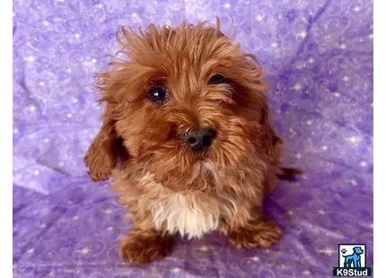Maltipoo Puppies for Sale - Playful and Loving Companions | K9Stud