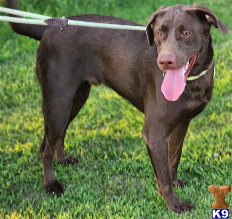 Labrador Retriever Dog for Sale: Maverick 3 Years old