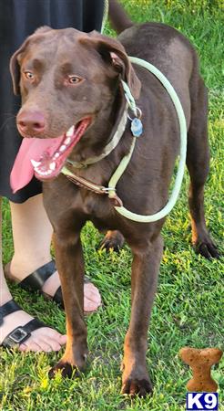 Labrador Retriever Dog for Sale: Maverick 3 Years old