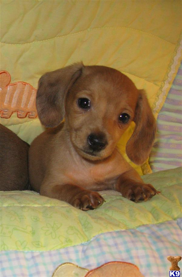 Mini Mini Doxi puppy Male