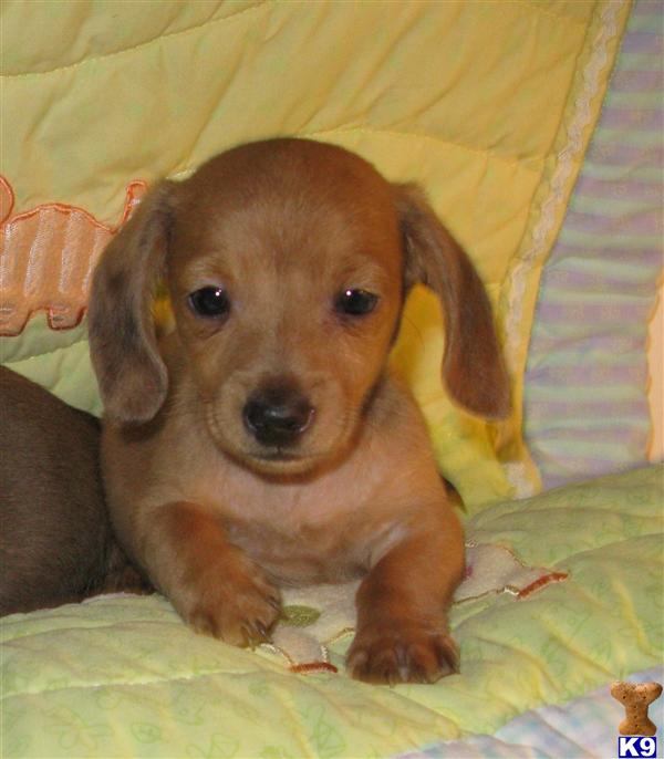 Mini Mini Doxi puppy Male