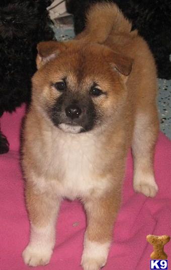 Female Shiba Inu Puppy