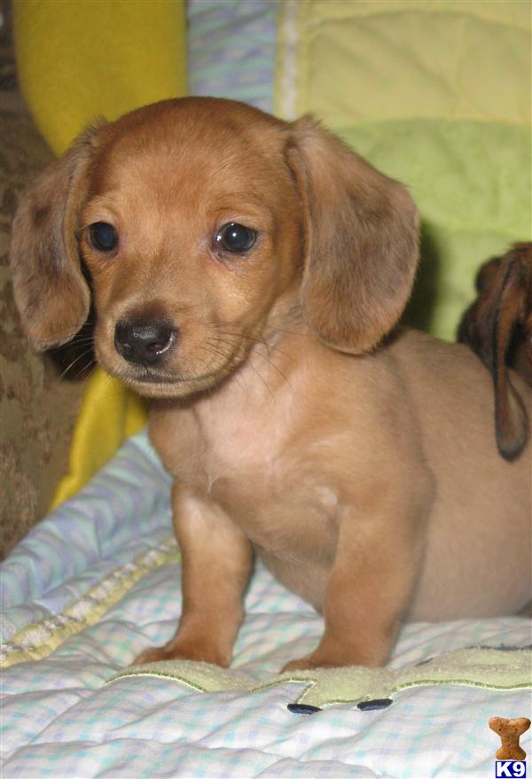 Mini Mini Doxi puppy Male