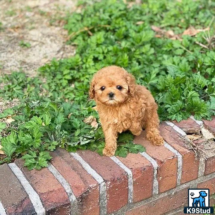 Maltipoo Puppies for Sale - Playful and Loving Companions | K9Stud