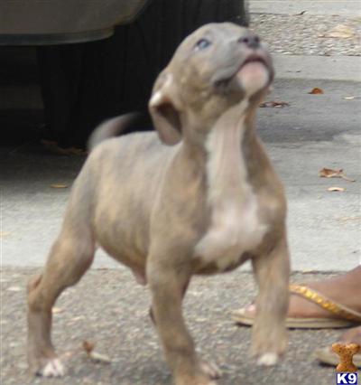 Reversed Blue Brindle Male Blue Fawn Male