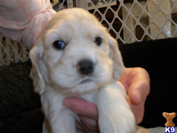 Colass AKC Champion St. James Bloodline Cocker Spa