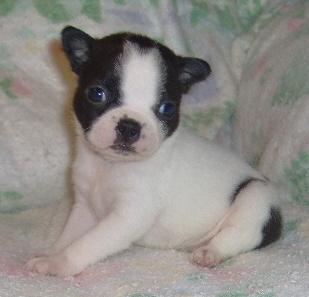 Opal - Adorable Black/White Splash Boston Terrier