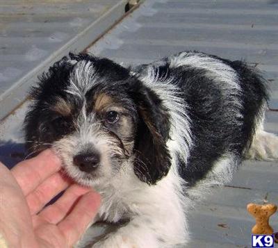 Bubba - Adorable Beagapoo Boy Beagle/Toy Poodle