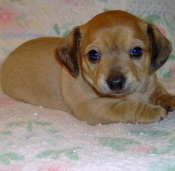 Sandi - Adorable Red Chiweenie Girl