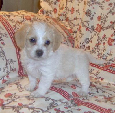 Appolo - Adorable White/Red Beagapoo Boy Beagle/To