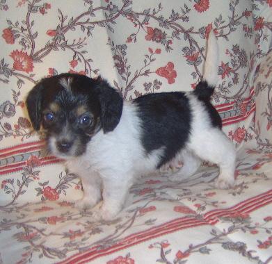 Poodle Puppy for Sale: Wagner - Adorable Black/White Beagapoo Boy ...