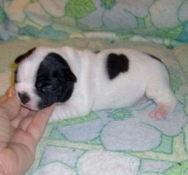 Lexi - Gorgeous Splash Boston Terrier Girl