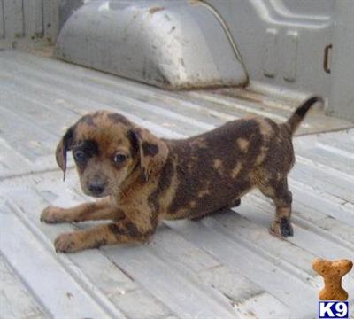 Robyn - Adorable Red Dapple Chiweenie Girl