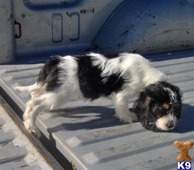 Bubba - Adorable Beagapoo Boy Beagle/Toy Poodle