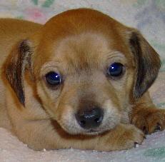 Sandi - Adorable Red Chiweenie Girl