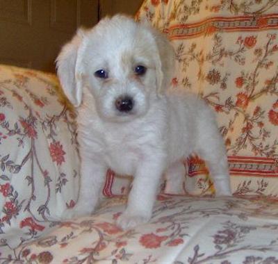 Poodle Puppy for Sale: Shawntel - Gorgeous White Beagapoo Girl Beagle ...