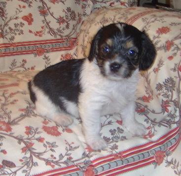 Poodle Puppy for Sale: Wagner - Adorable Black/White Beagapoo Boy ...