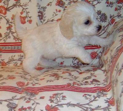 Beagle Puppy for Sale: Bosco - Adorable Little White Beagapoo Boy 15 ...