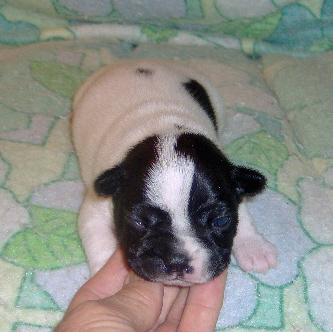 Levi - Adorable Splash Boston Terrier Boy