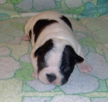 Lexi - Gorgeous Splash Boston Terrier Girl