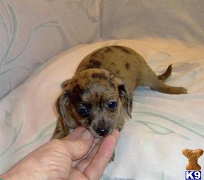 Kipper - Adorable Red Dapple Chiweenie Boy