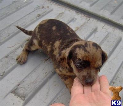 Robyn - Adorable Red Dapple Chiweenie Girl