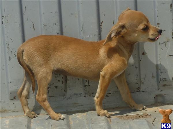 Jara - Adorable Red Chiweenie Girl