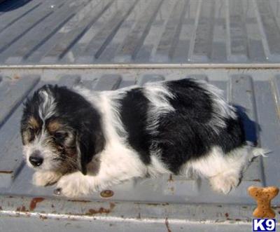 Bubba - Adorable Beagapoo Boy Beagle/Toy Poodle