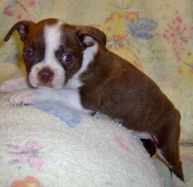 Chet - Gorgeous Red/White Boston Terrier Boy