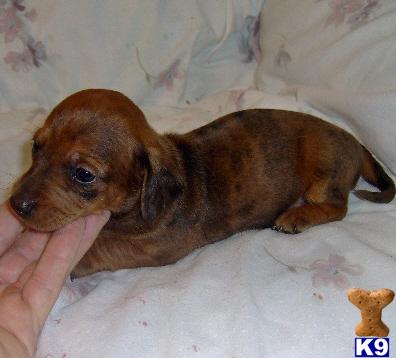 Cort - Adorable Red Dapple Mini Dachshund Boy