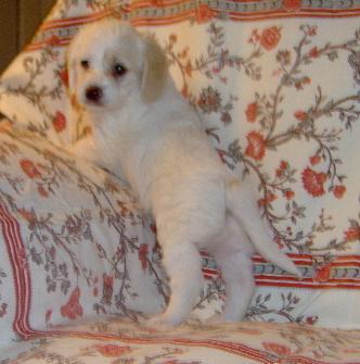 Poodle Puppy for Sale: Shawntel - Gorgeous White Beagapoo Girl Beagle ...