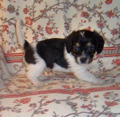 Poodle Puppy for Sale: Wagner - Adorable Black/White Beagapoo Boy ...