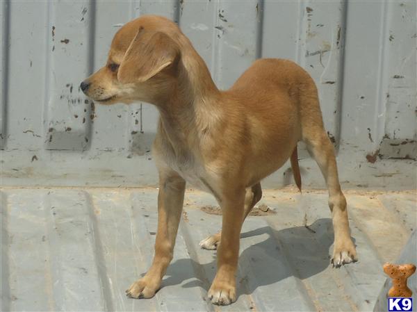 Jara - Adorable Red Chiweenie Girl