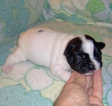 Levi - Adorable Splash Boston Terrier Boy