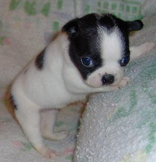 Opal - Adorable Black/White Splash Boston Terrier