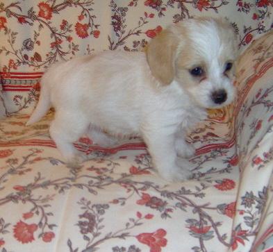 Appolo - Adorable White/Red Beagapoo Boy Beagle/To