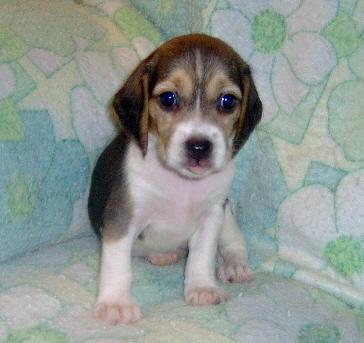 Dani - Adorable Tri Color Beagle Girl