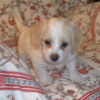 Appolo - Adorable White/Red Beagapoo Boy Beagle/To