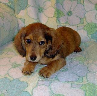 Hero - Adorable Long Haired Red Dapple Mini Dachsh