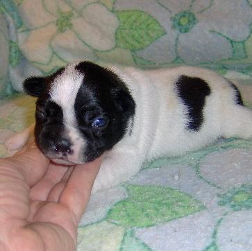 Levi - Adorable Splash Boston Terrier Boy