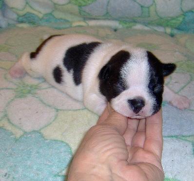 Lexi - Gorgeous Splash Boston Terrier Girl