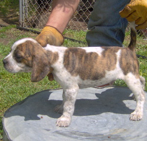Tag - Adorable Brindle Boggle Boy